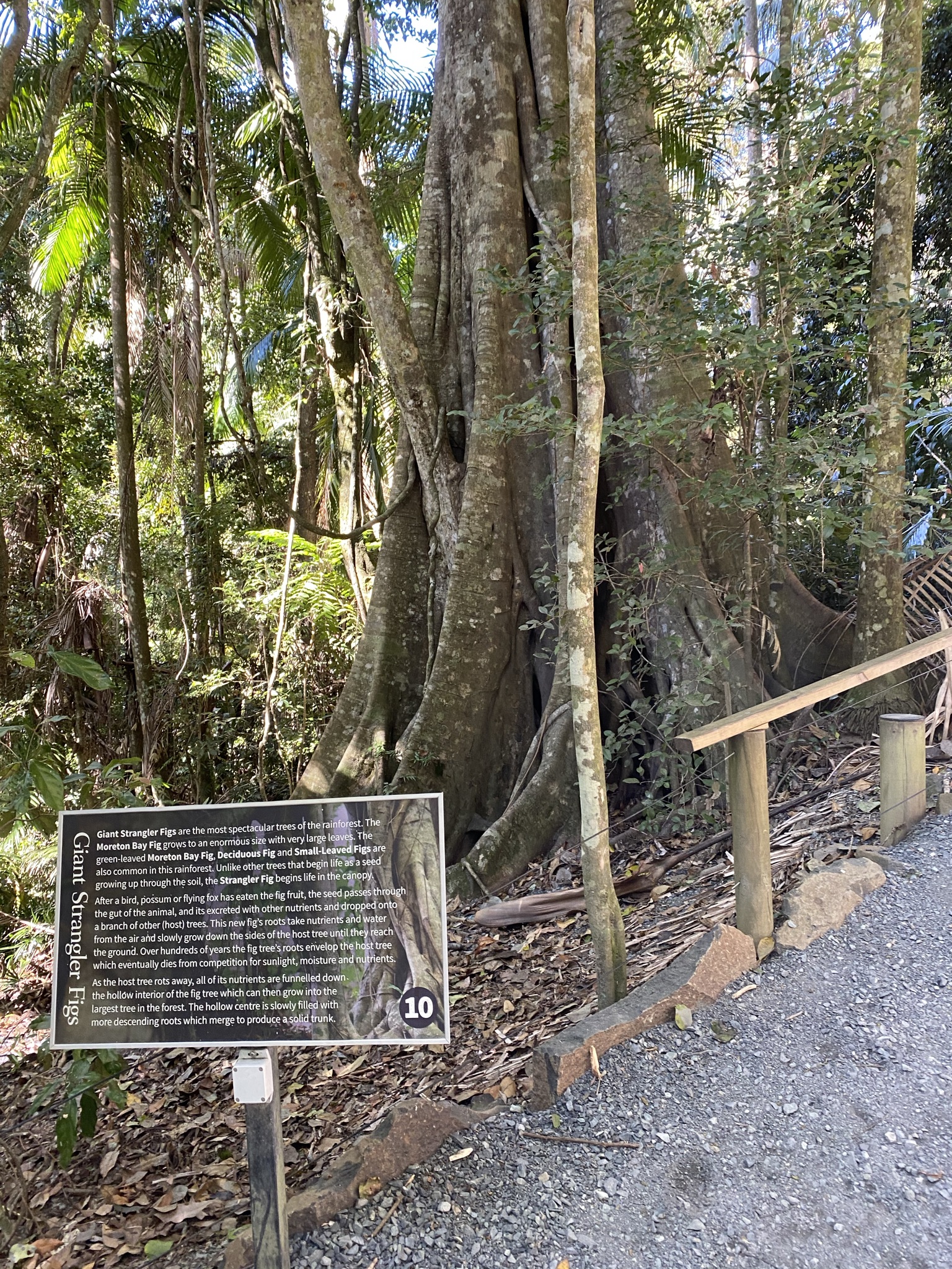 Giant Strangler Figs